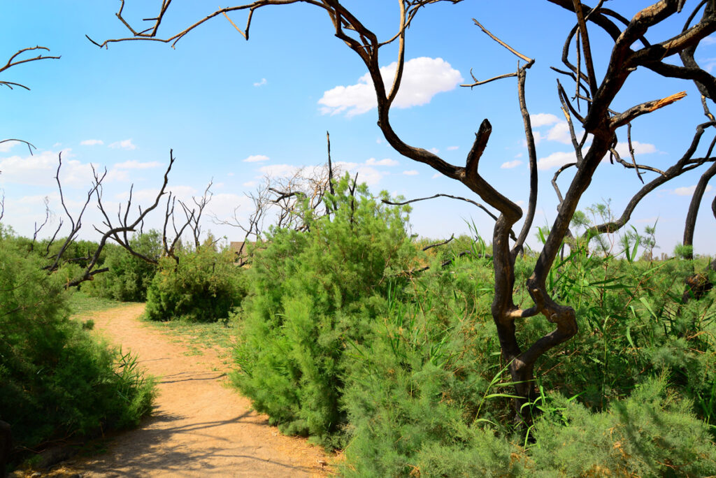 Azraq Wetland Reserve | Ancient Jordan