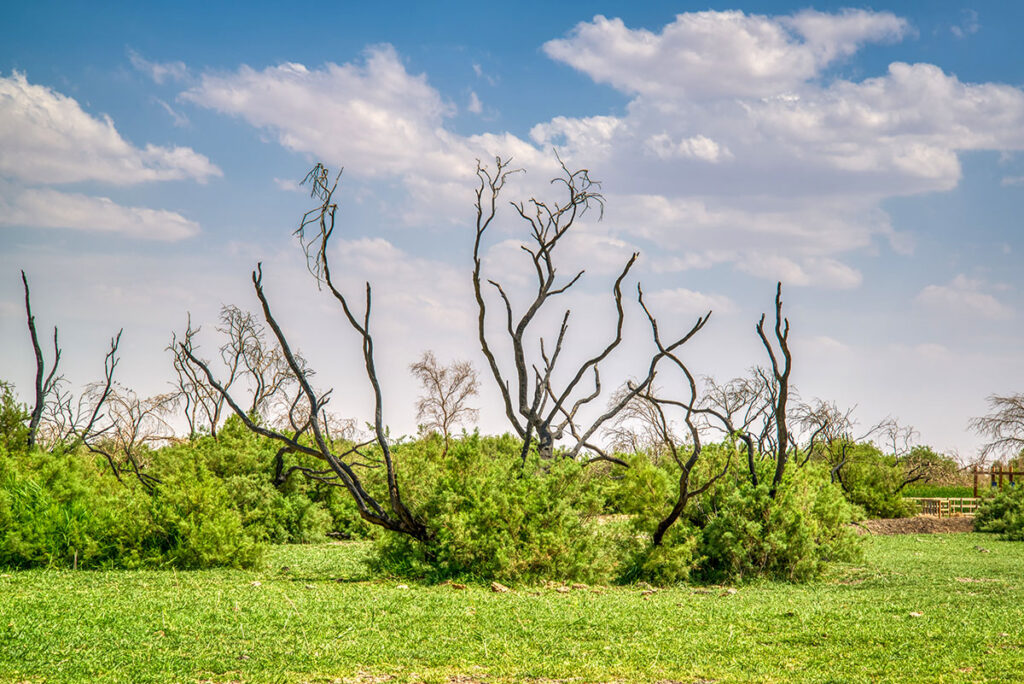Azraq Wetland Reserve | Ancient Jordan