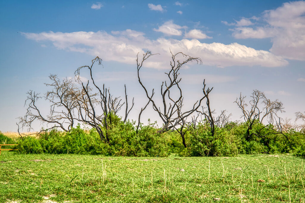 Azraq Wetland Reserve | Ancient Jordan