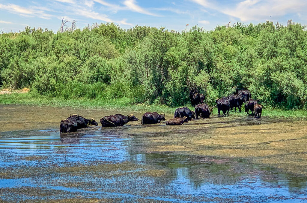 Azraq Wetland Reserve | Ancient Jordan