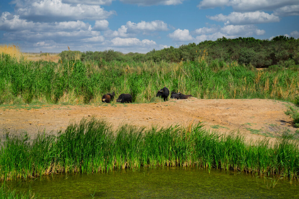 Azraq Wetland Reserve | Ancient Jordan