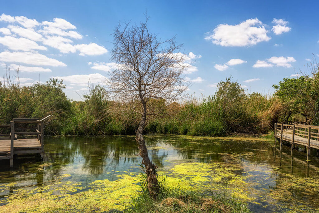 What to See and Do at Azraq Wetland Reserve | Ancient Jordan