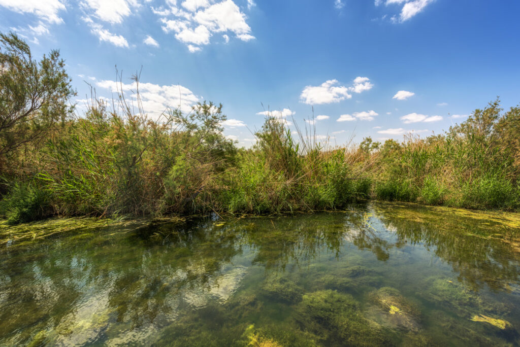 Azraq Wetland Reserve | Ancient Jordan