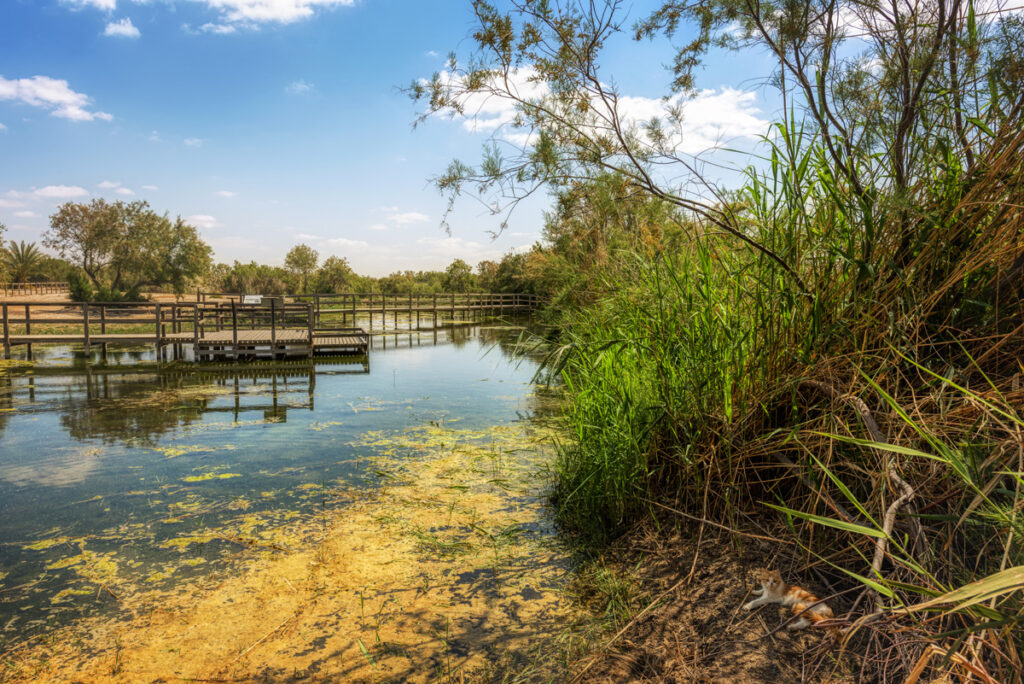 Azraq Wetland Reserve | Ancient Jordan