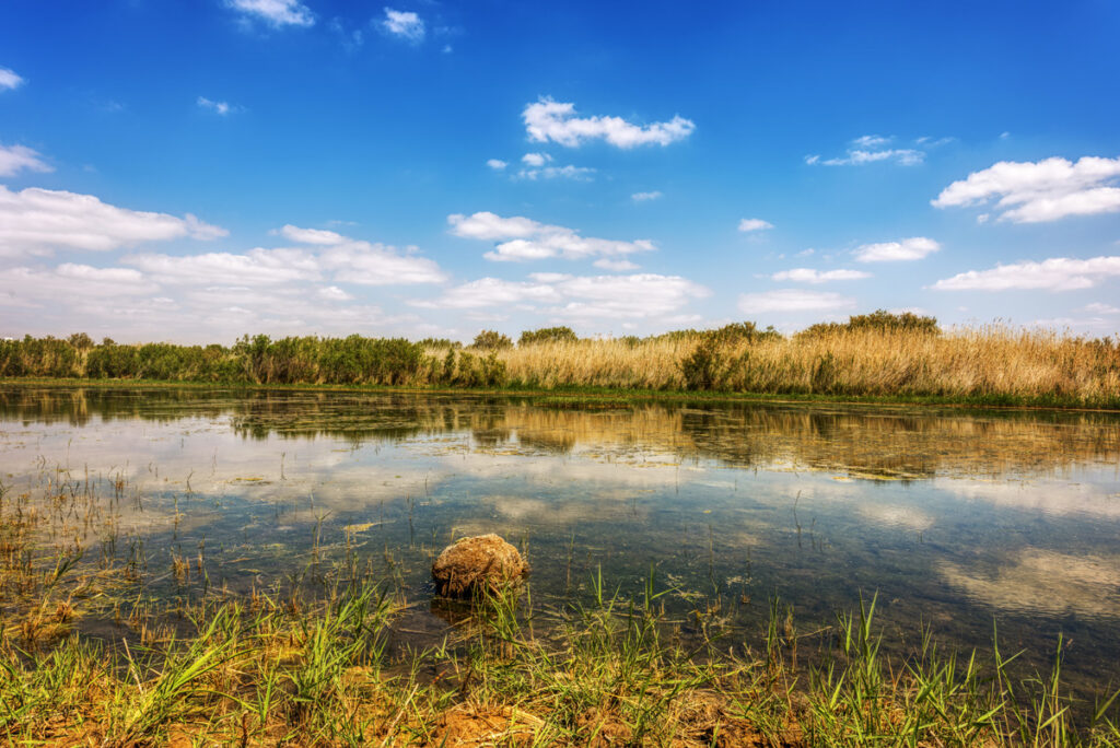 Azraq Wetland Reserve | Ancient Jordan